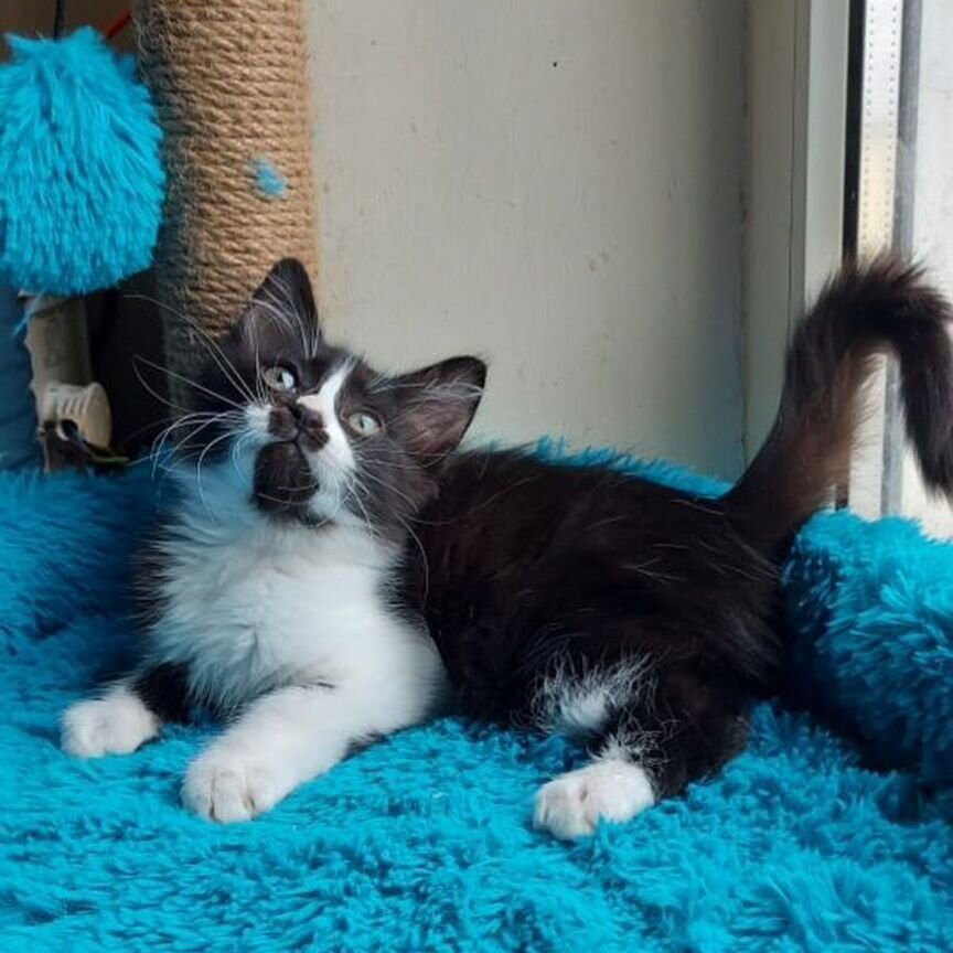 Котенок мальчик ищет дом