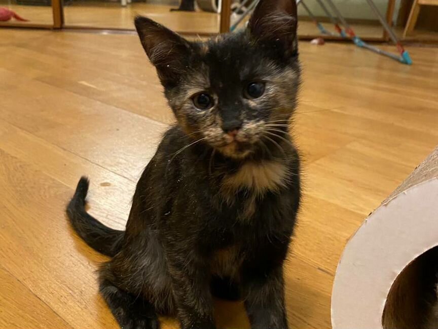Котята