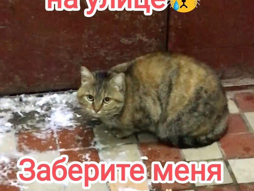 Выкинули домашнюю кошку на улицу