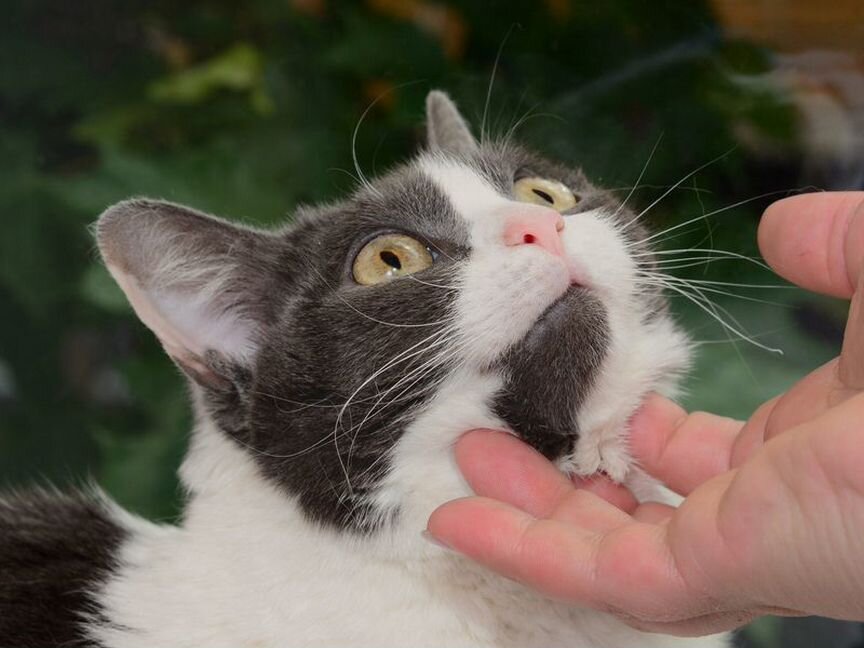 Ласковая ручная кошка Любаша в добрые руки