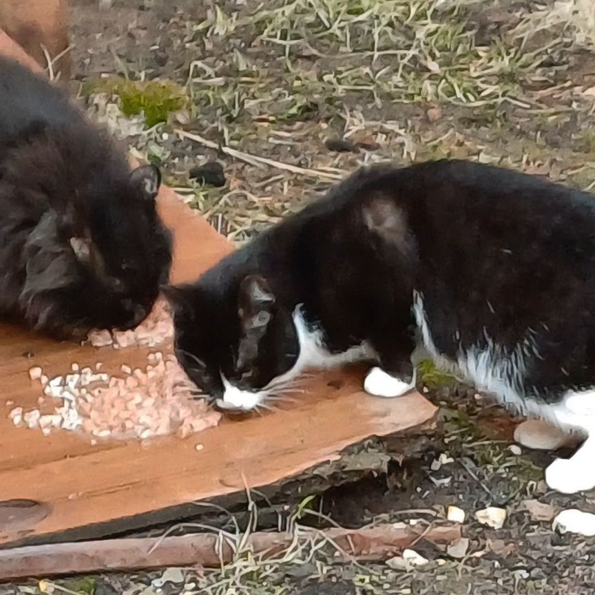 Котики бесплатно в добрые руки