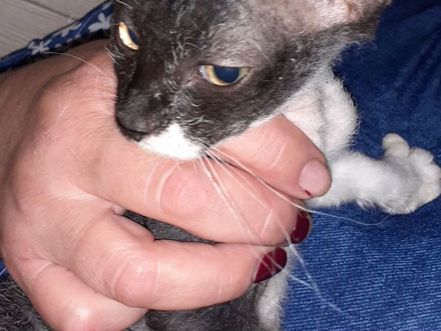 Котёнок сфинкс