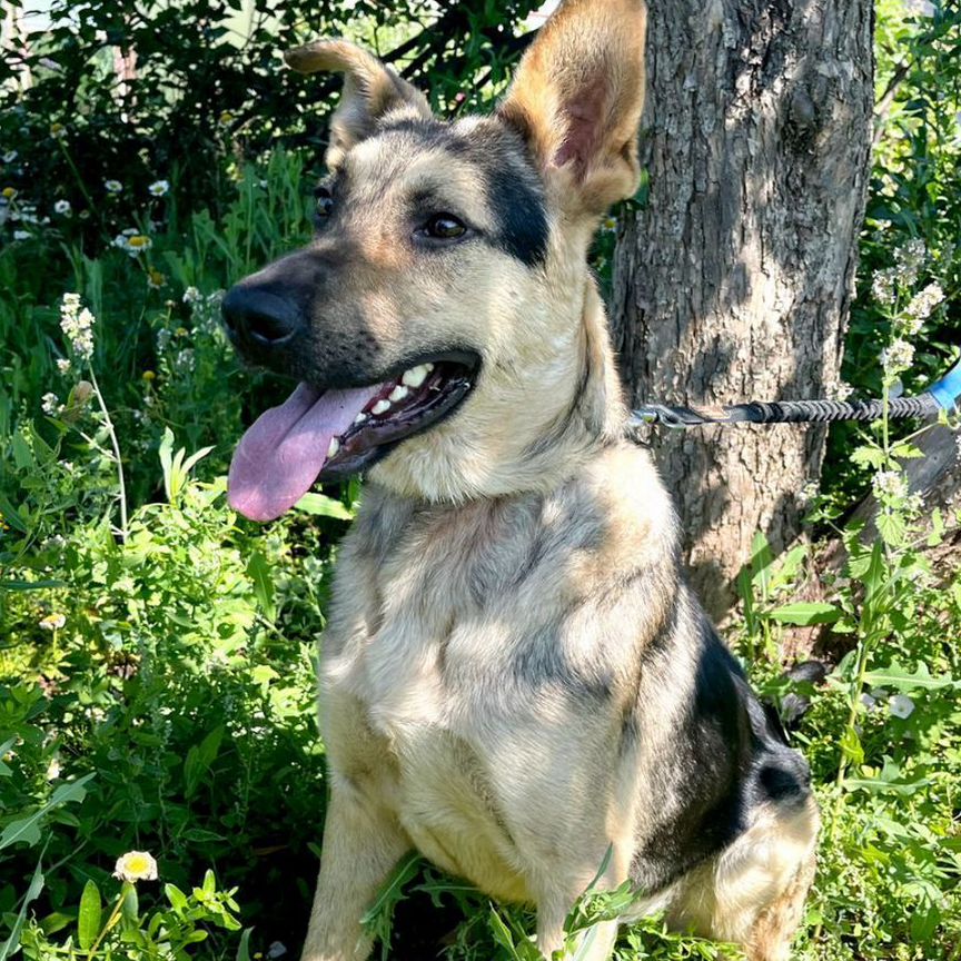 Восточноевропейская овчарка(помесь)