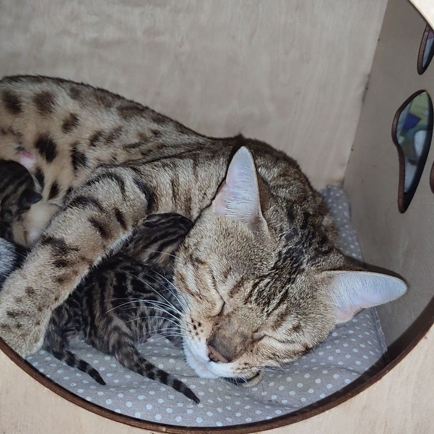 Бенгальские котята