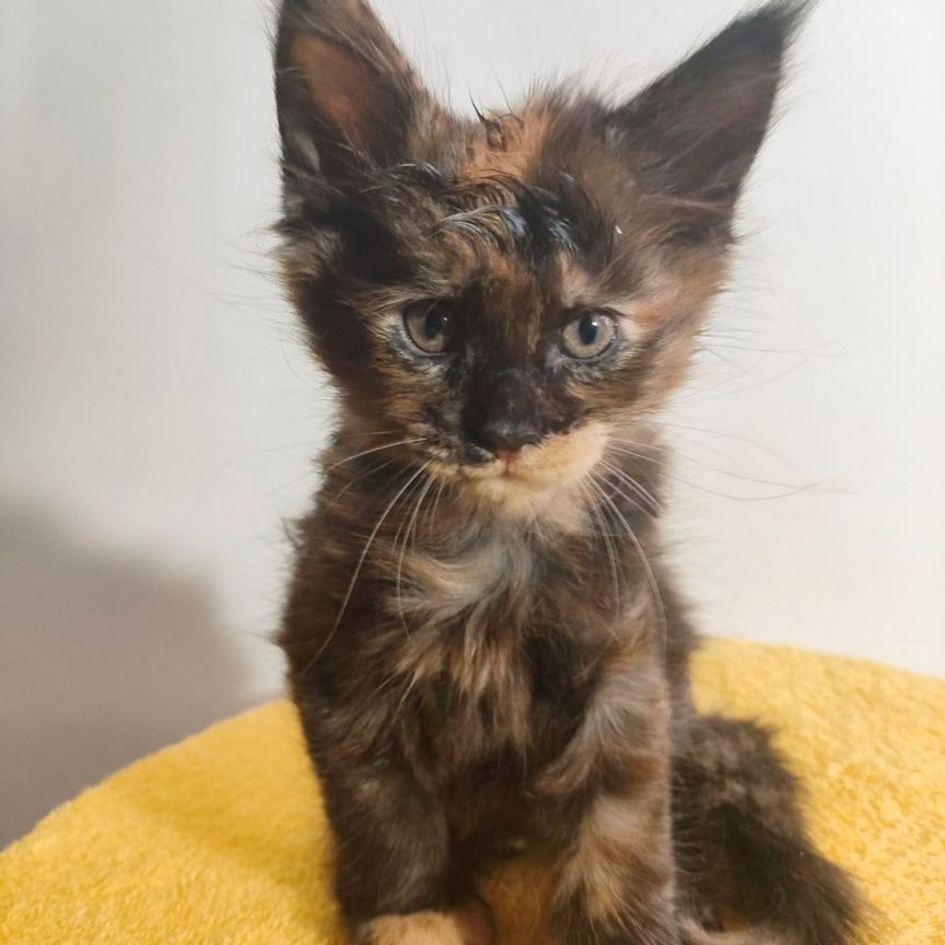 Котята мейн-кун белый