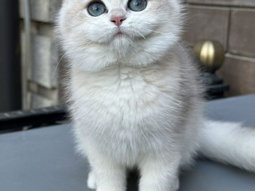 Девочка голубое золото ay12