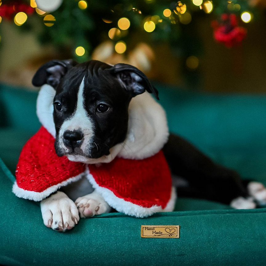 Американский стаффордширский терьер, щенок