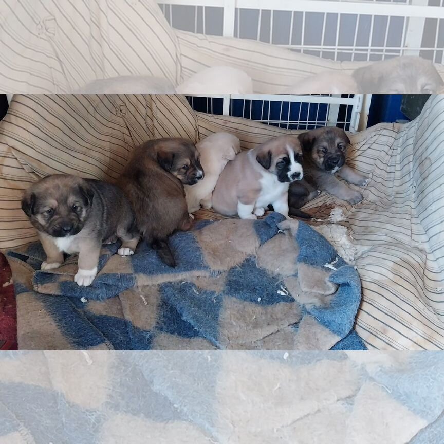 Щенки алабая продажа