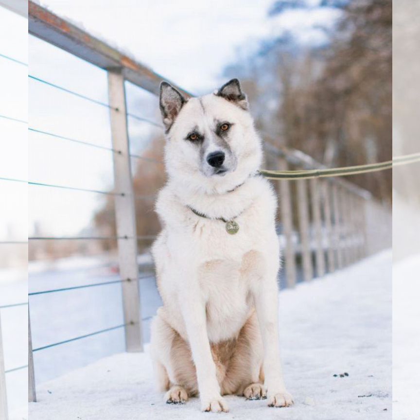Сибирский хаски, взрослый пёс