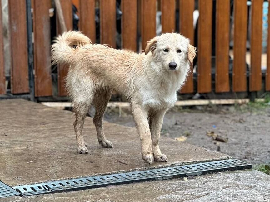 Красивая метиска ретривера ищет дом