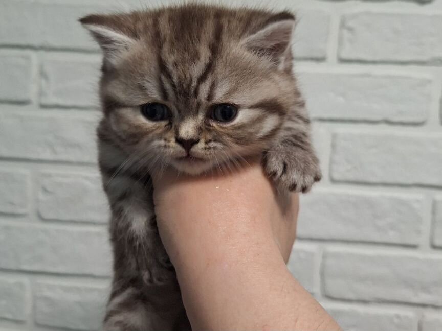 Шотландские котята