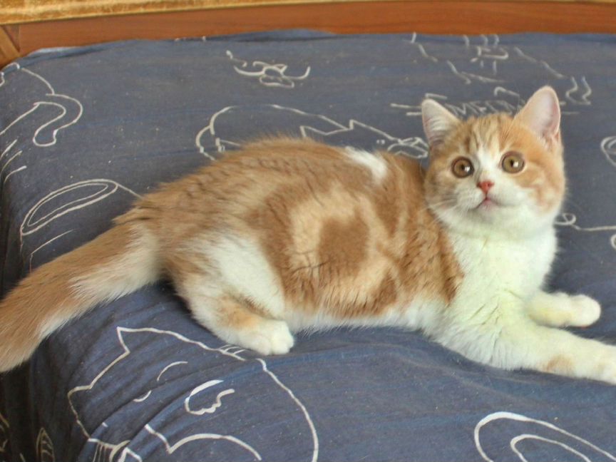 Милые котята