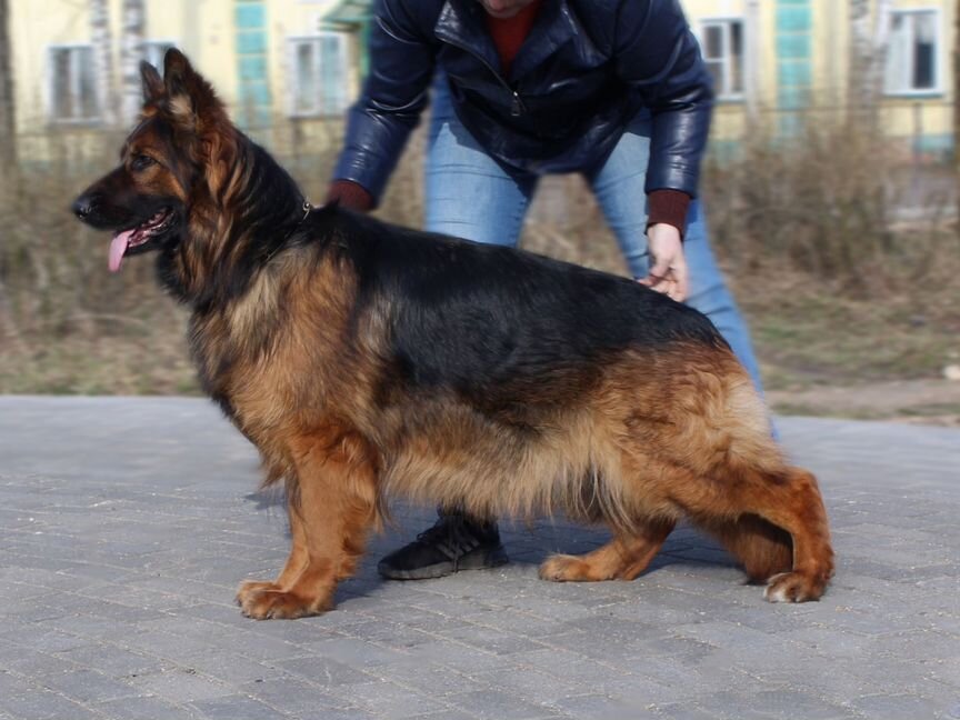 Красивые длинношерстные