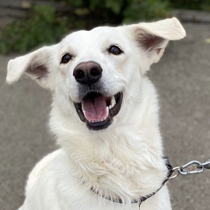 Щенок в добрые руки