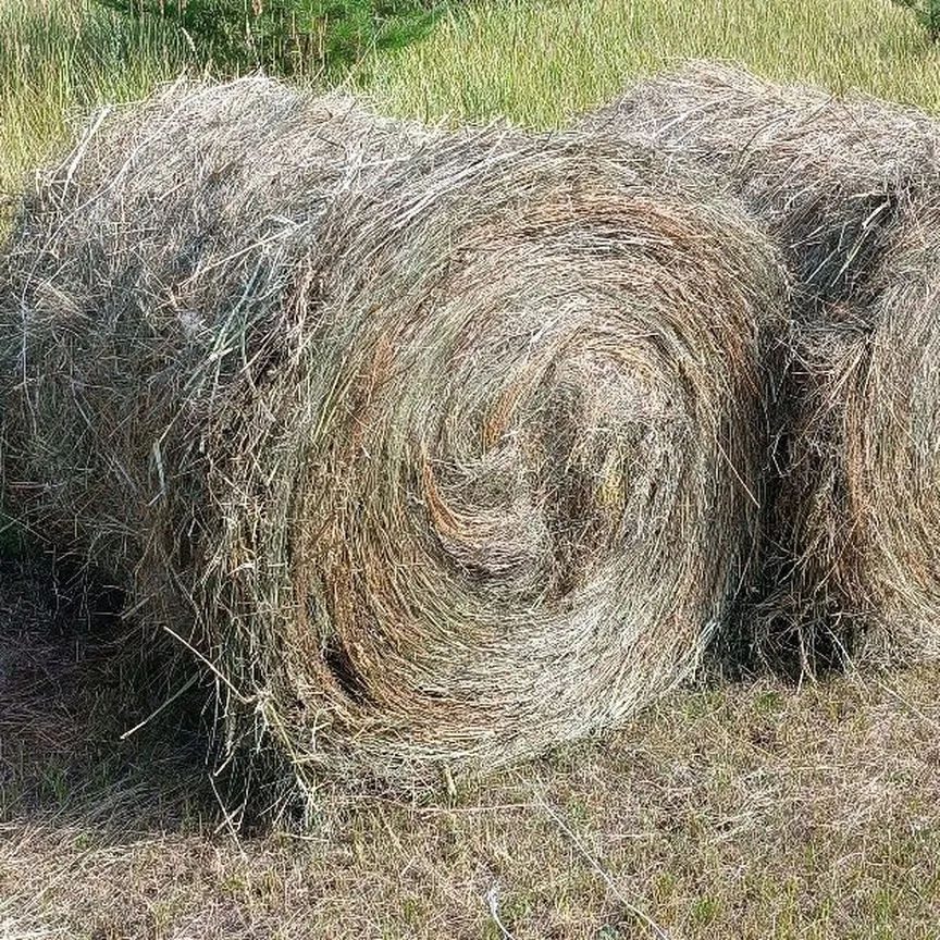 Сено
