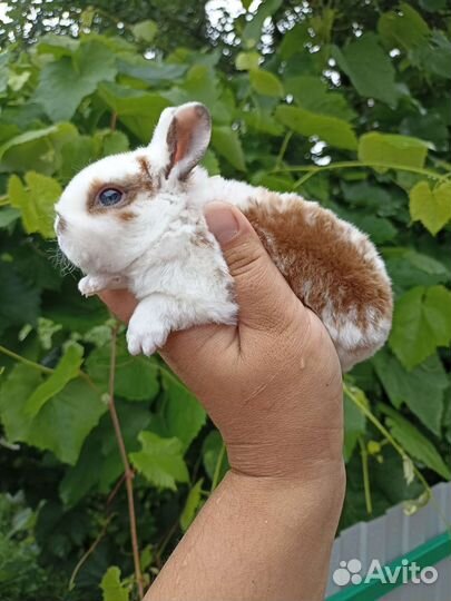 Кролики карликовый рекс