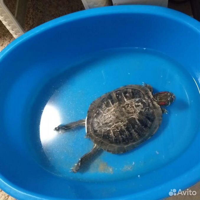 Черепаха водная