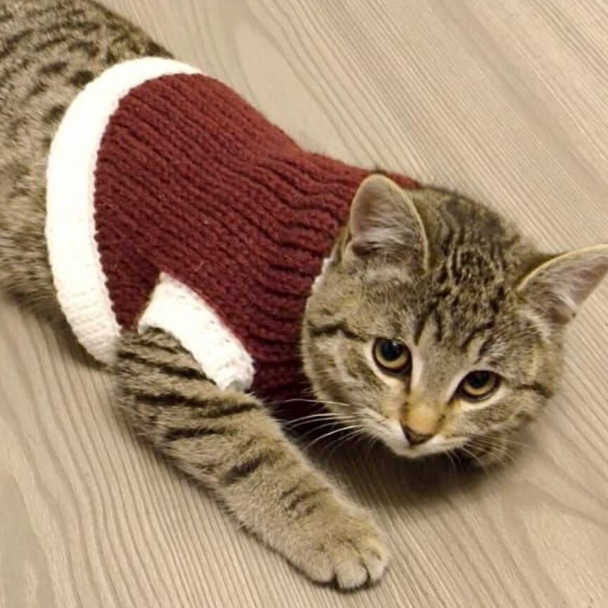 Одежда для маленьких собак и кошек