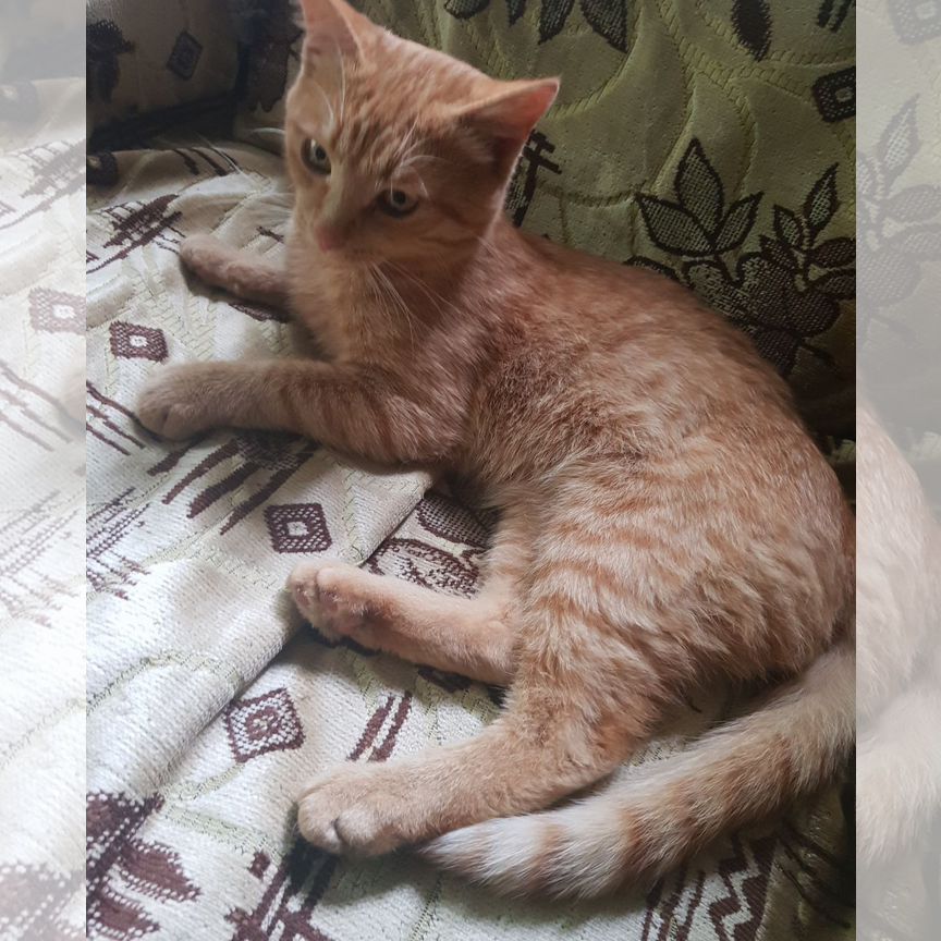 Котёнок в добрые руки