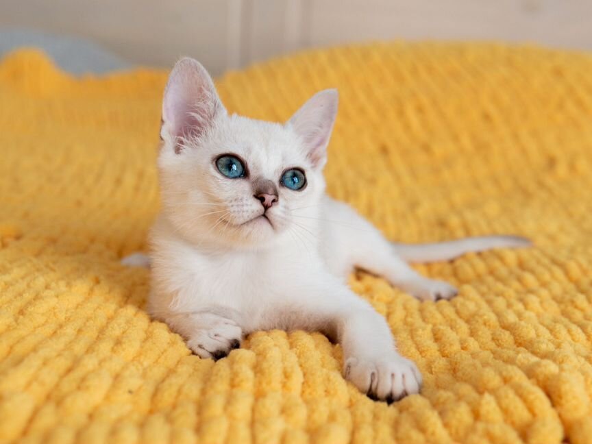 Котята бурмиллы