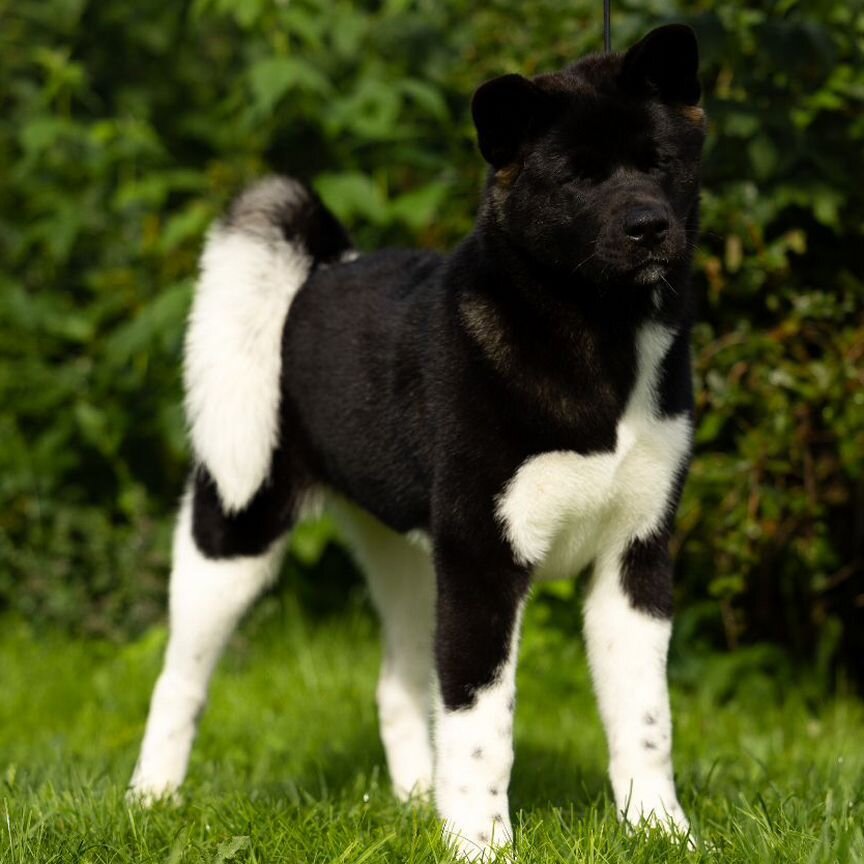 Щенки американской акиты, девочки