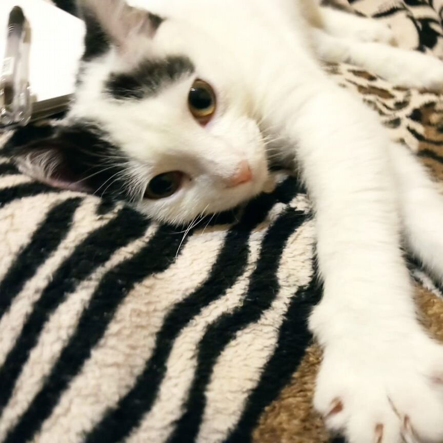 Зая, 4 месяца, мальчик