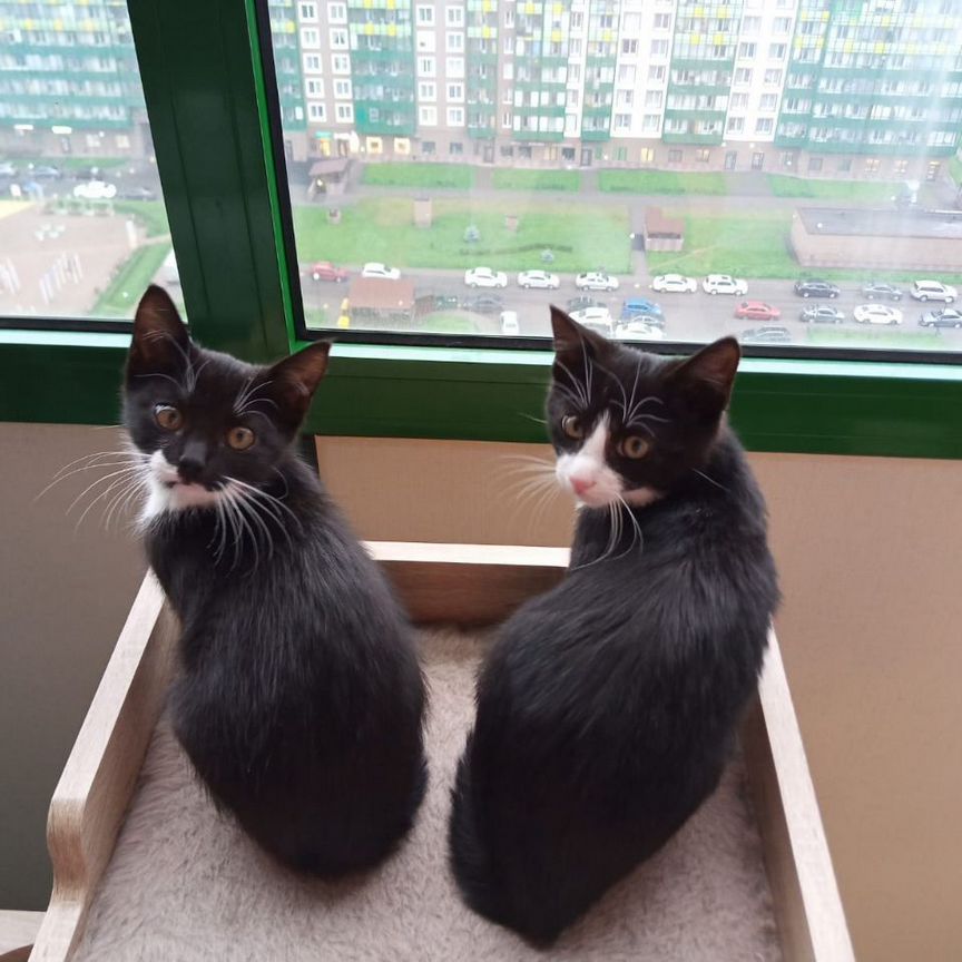 Котята в добрые руки