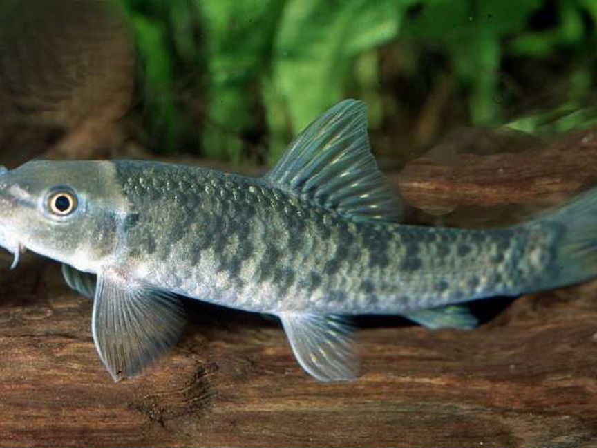 Гарра руфа (рыбка-доктор)