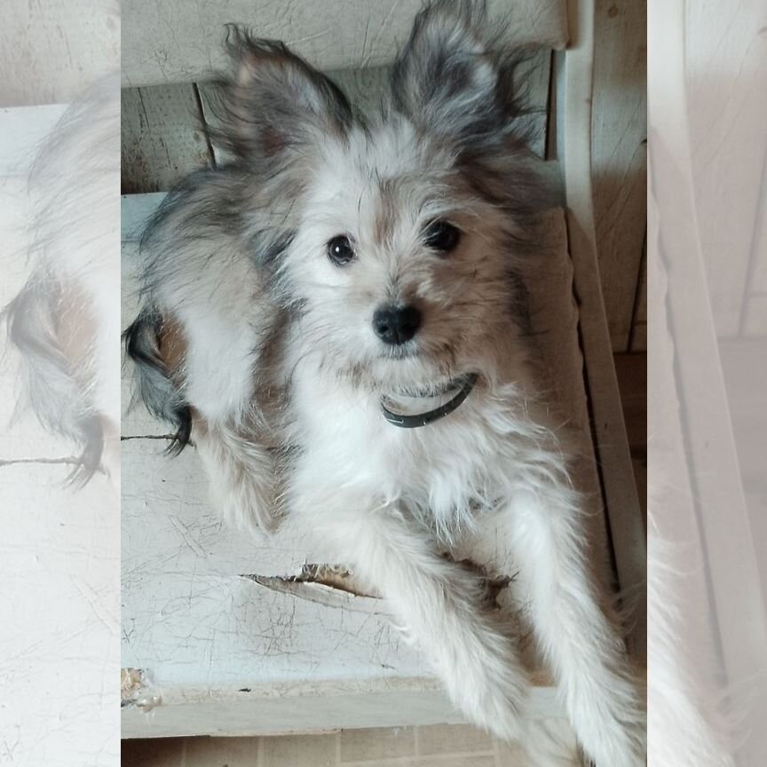 Чихуахуа, щенок