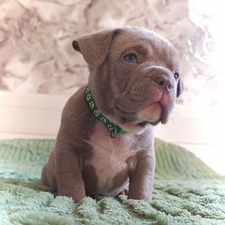 Булли шоу класса