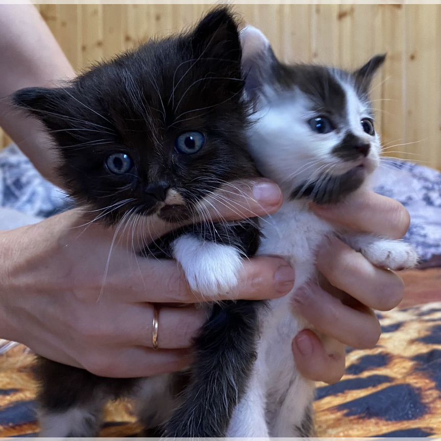 Котята в добрые руки
