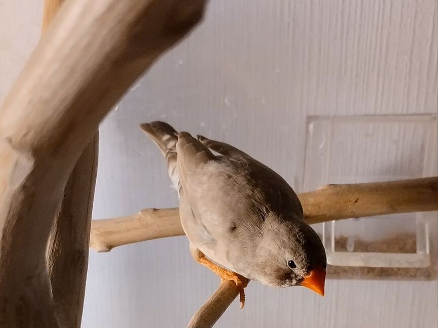 Зебровые амадины