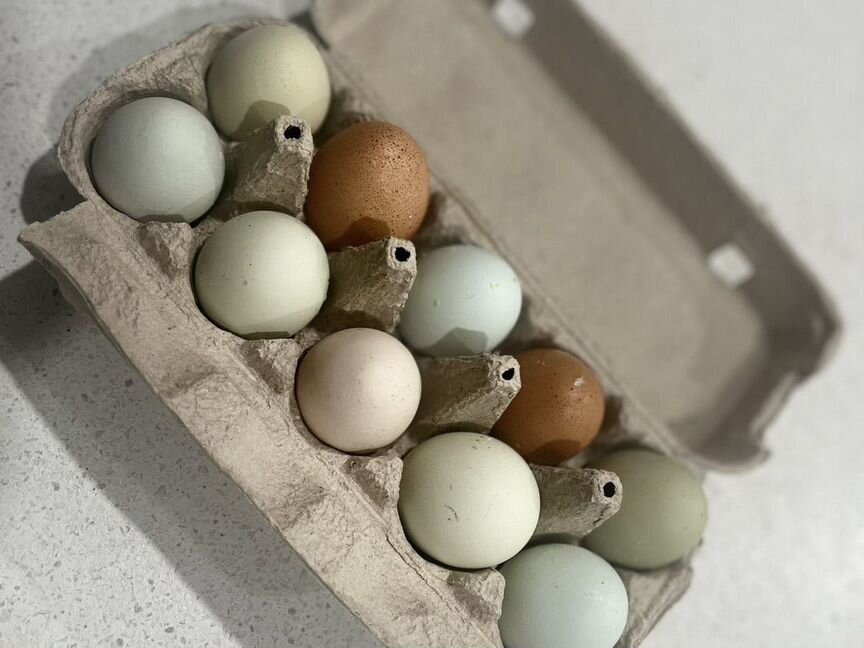 Инкубационное яйцо породистых кур