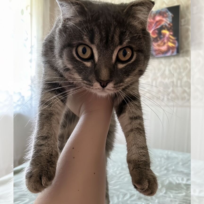 Кошечка в добрые руки