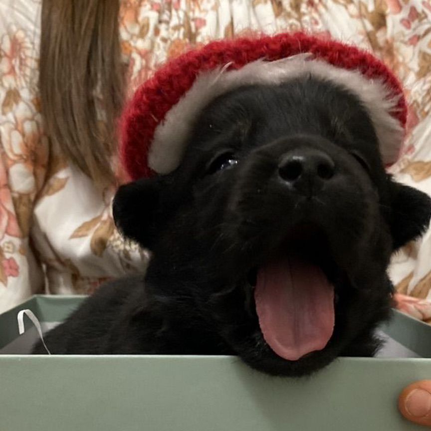 Щенок в добрые руки бесплатно маленькая порода