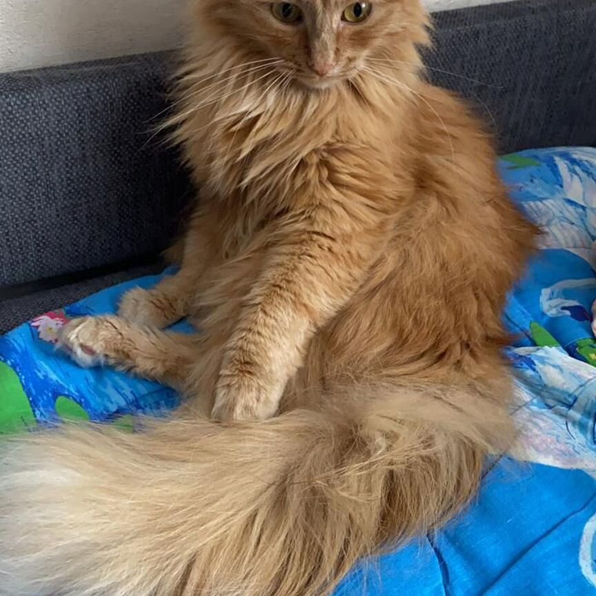 Отдам кошку в очень добрые руки