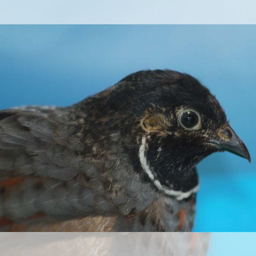 Расписные декоративные перепела