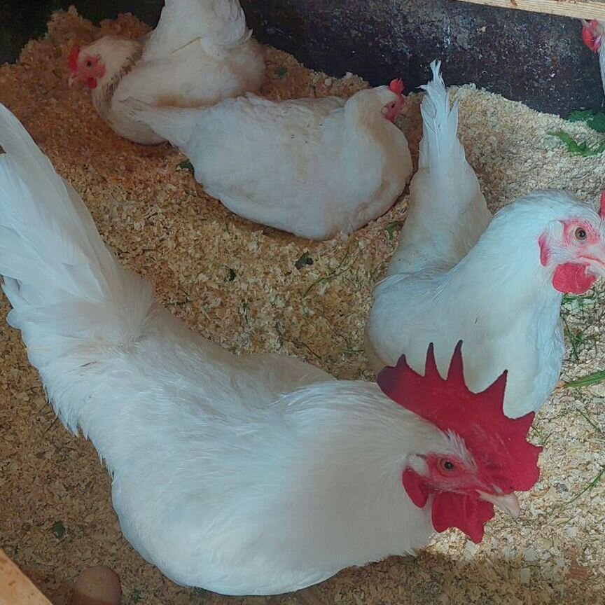 Куры мини мясные. Инкубационное яйцо