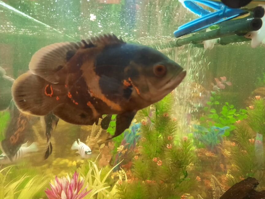 Астронотус