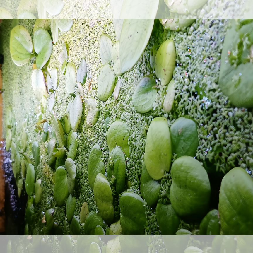 Лимнобиум,ряска,мох,риччия