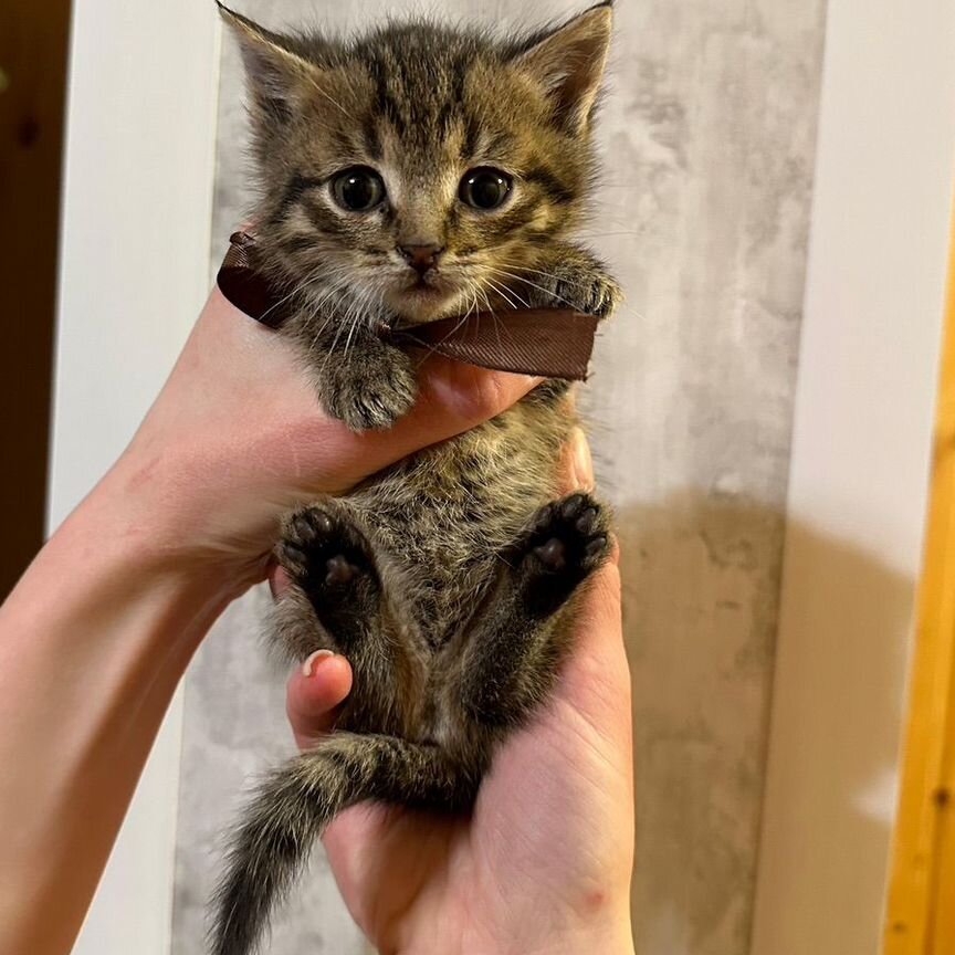 Котята в добрые руки бесплатно мальчик