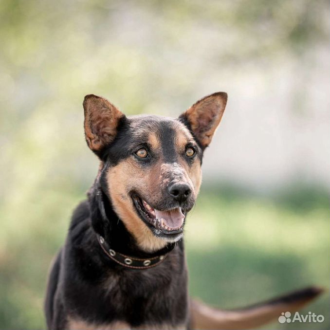 Тина ищет дом