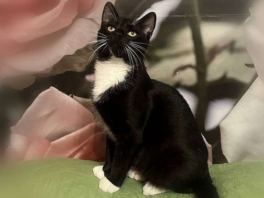 Самый красивый котик