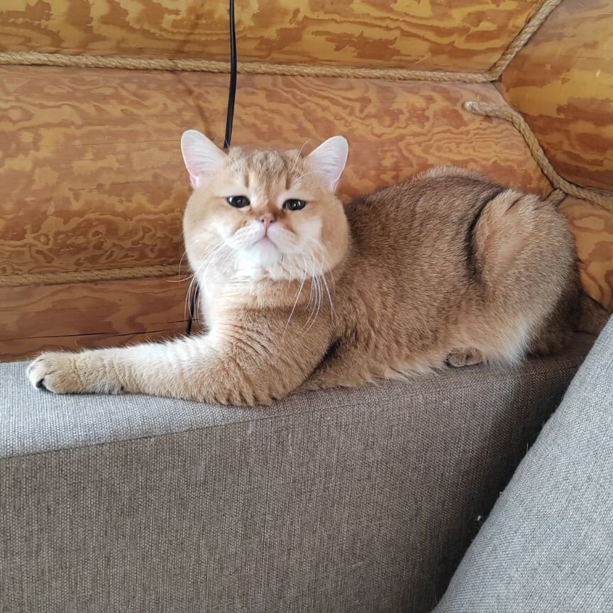 Британский котик