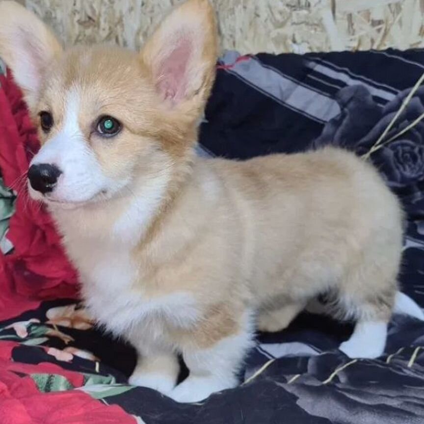 Вельш-корги пемброк