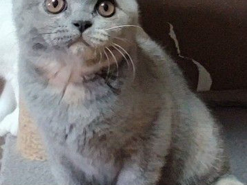 Британские котята