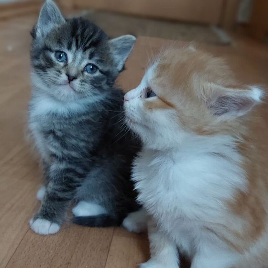 Котята