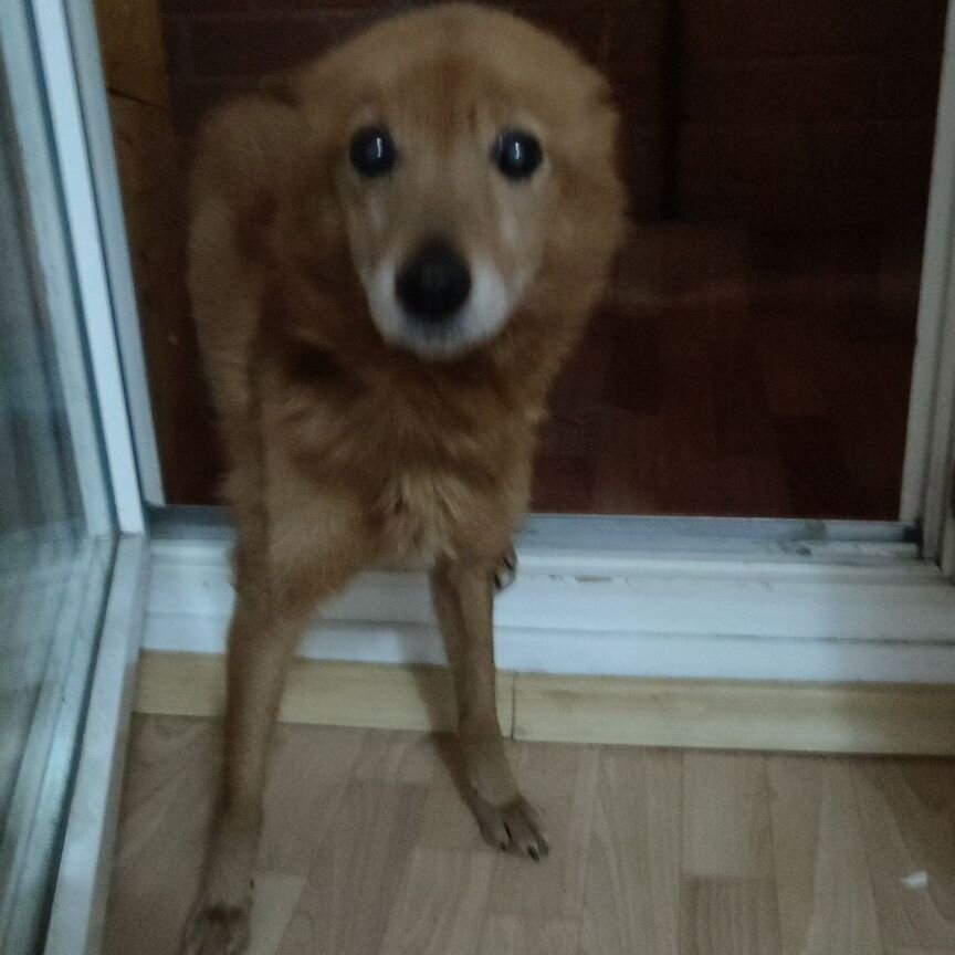 Карело финская лайка вязка