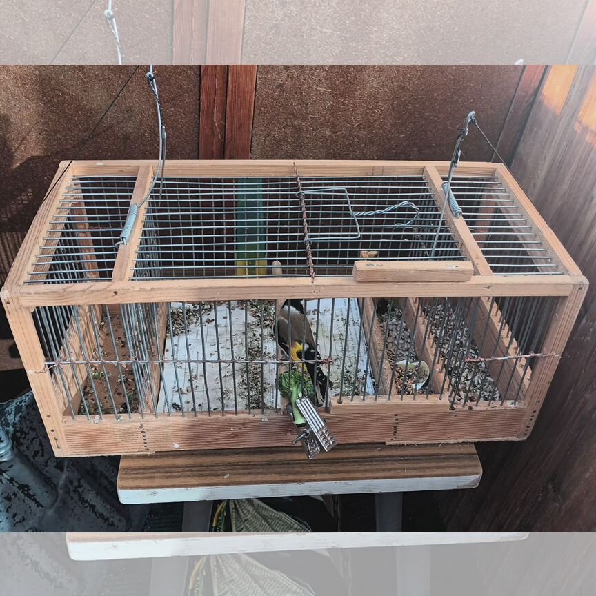 Клетка и щеголь вместе