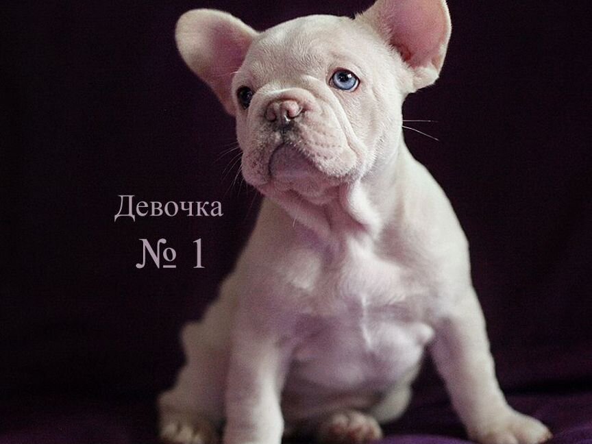 Кремовая девочка французского бульдога